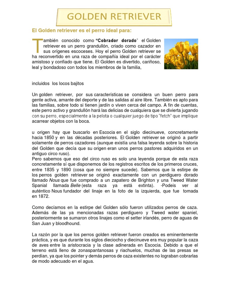 Golden Retriever | PDF | Golden Retriever | Mamíferos como mascotas