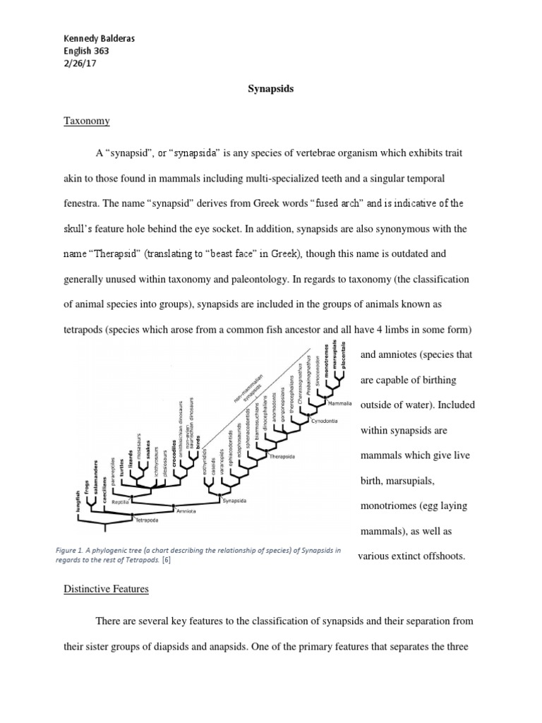 Synapsid Skull Characteristics and Evolution | PDF | Skull | Reptile