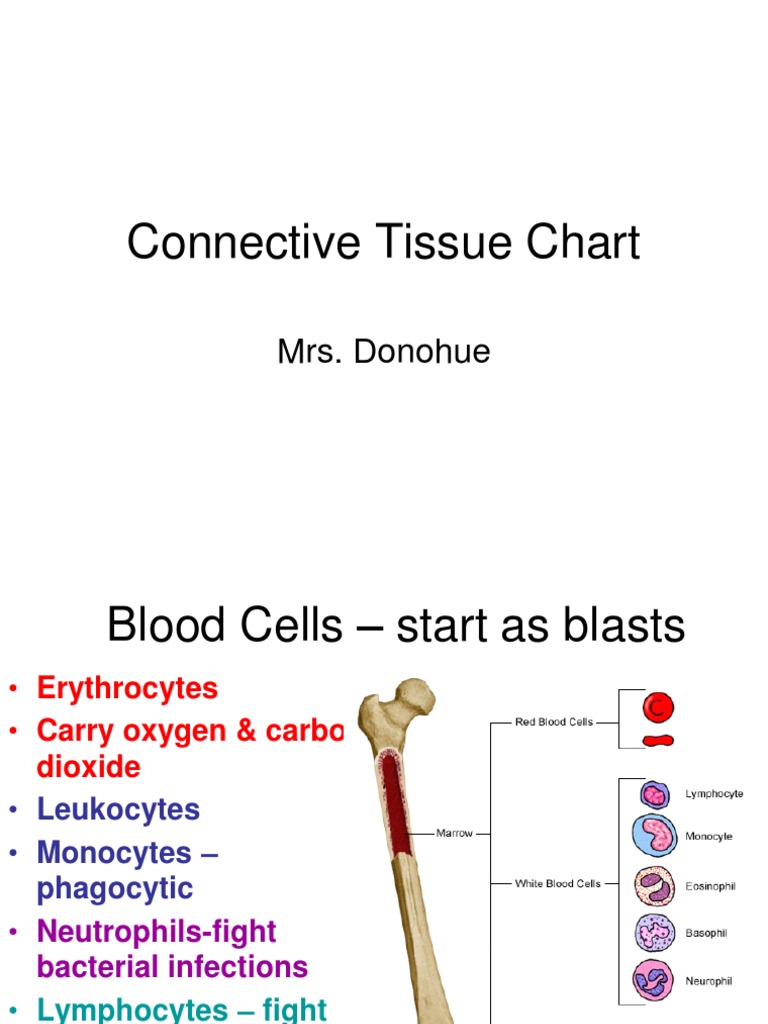 Connective Tissue Chart: Mrs. Donohue | PDF
