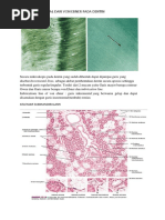 Interpretasi Hasil Foto Rontgen Anatomi Normal | PDF