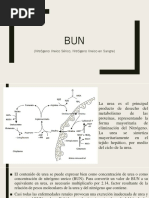 CALCULO DE UREA A PARTIR DE BUN y de BUN A PARTIR DE UREA | PDF
