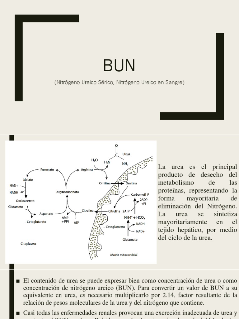 BUN | PDF | Proteínas | Enfermedades y trastornos