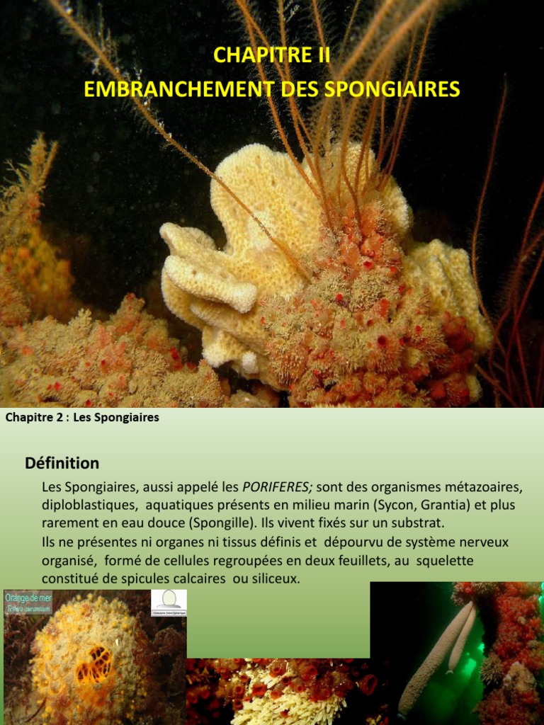 Les Spongiaires Biologie Animale | PDF | Éponge | Biologie