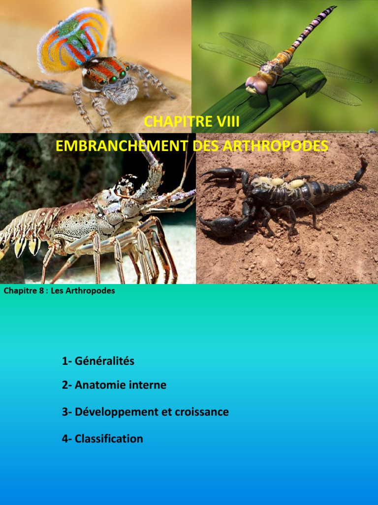 Classification des Arthropodes | PDF | Insectes | Squelette