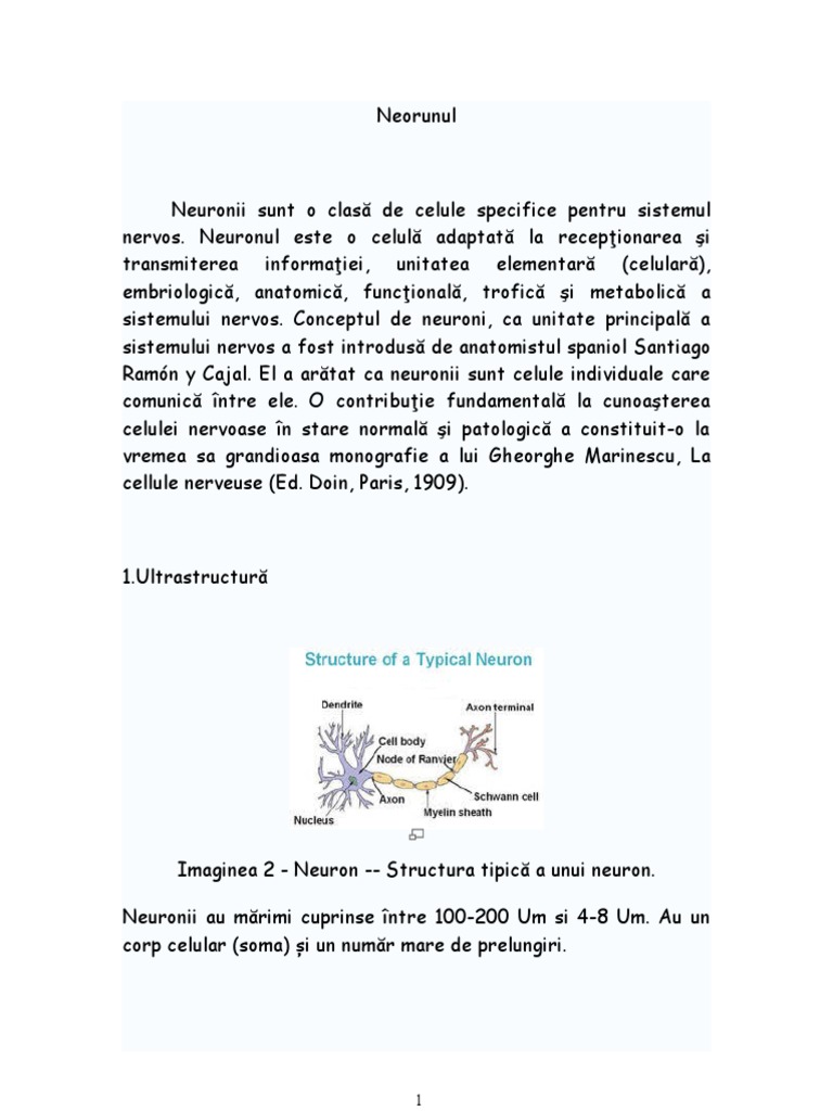 Neuronul | PDF