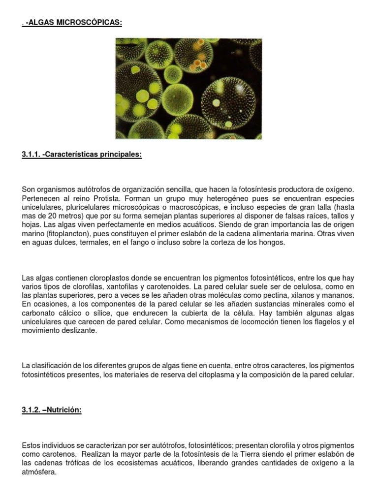 Algas Microscópicas | PDF | Cianobactéria | Algas
