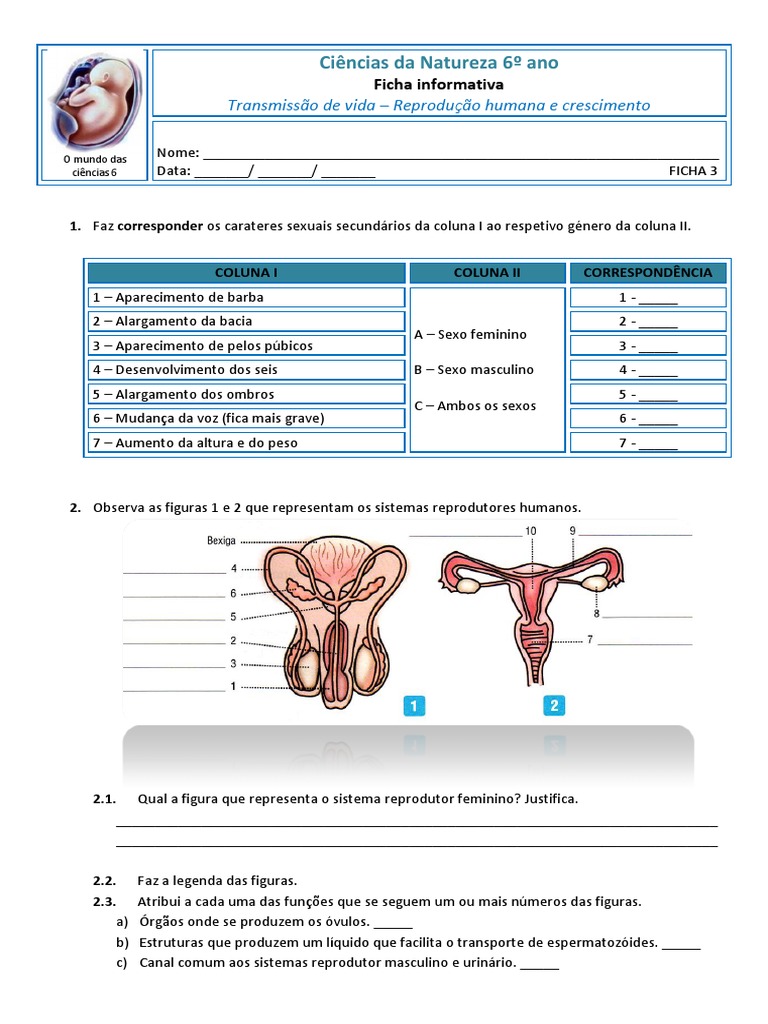 Reprodução Humana: O Processo de Transmissão de Vida | PDF | Sistema ...