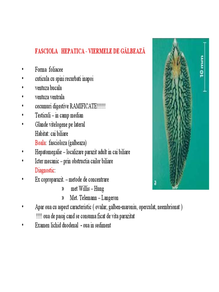 Teorie Helminti | PDF