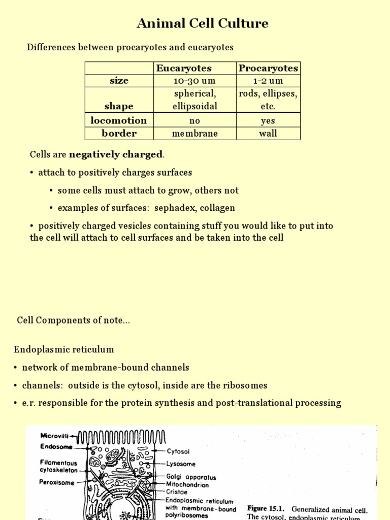 Animal Cell Culture: Eucaryotes Procaryotes Size Shape Locomotion ...