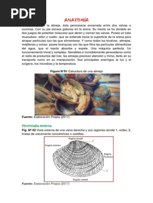 Diagrama De Anatomía De La Almeja Zoowiki