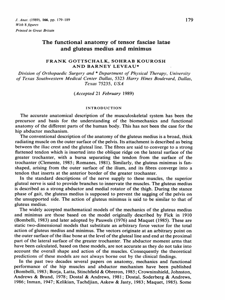 The Functional Anatomy Of Tensor Fascia Latae And Gluteus Medius And