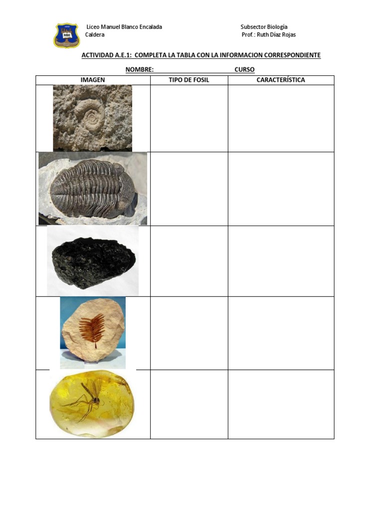 Guia Fosiles PDF | PDF | Ciencias sociales | Ciencia y matemáticas