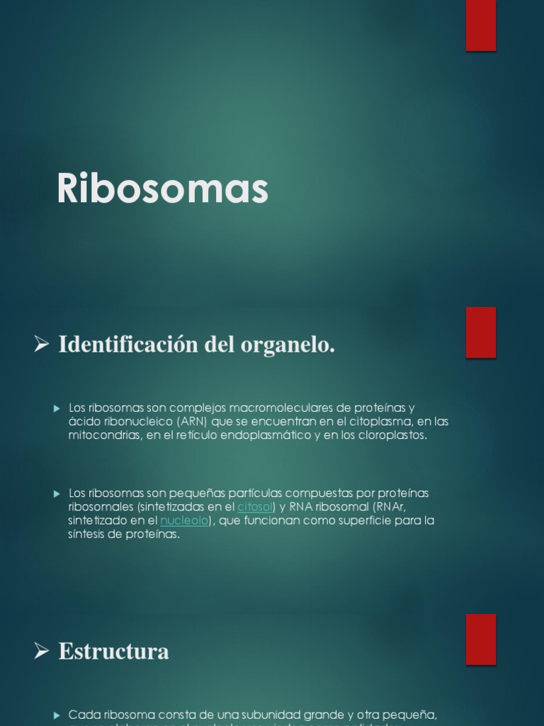 Ribosomas: Estructura y Función | PDF | Ribosoma | Retículo endoplásmico