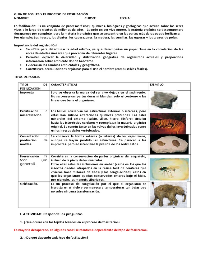 Clase 1 Guía Fósiles - Ejemplar | PDF | Fósil | Naturaleza