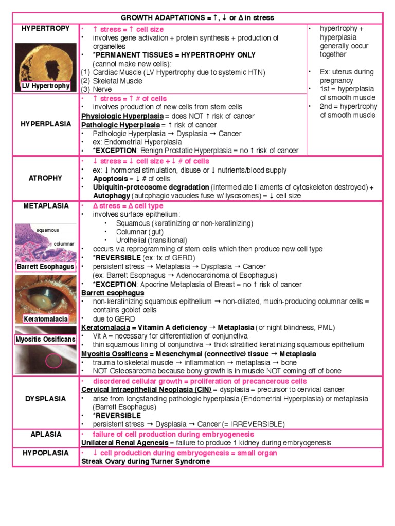 Pathoma Chapters 1-3 Overview | PDF | T Helper Cell | Cytotoxic T Cell
