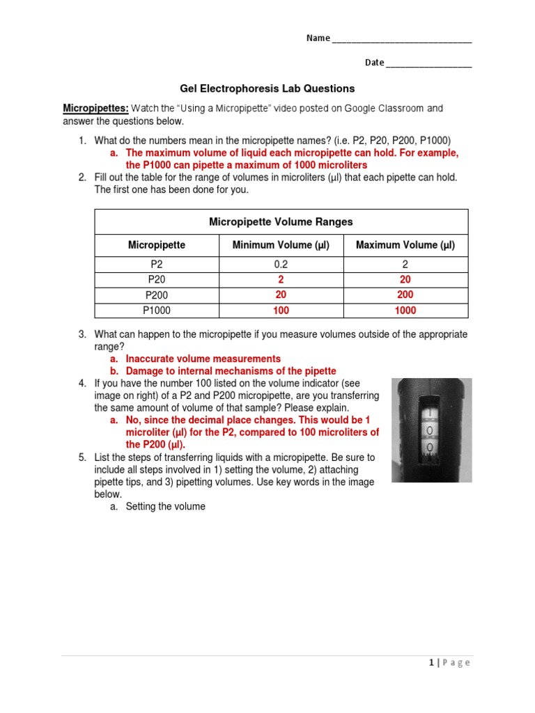 Gel Electrophoresis Lab Questions - Answer Key | PDF | Agarose Gel ...