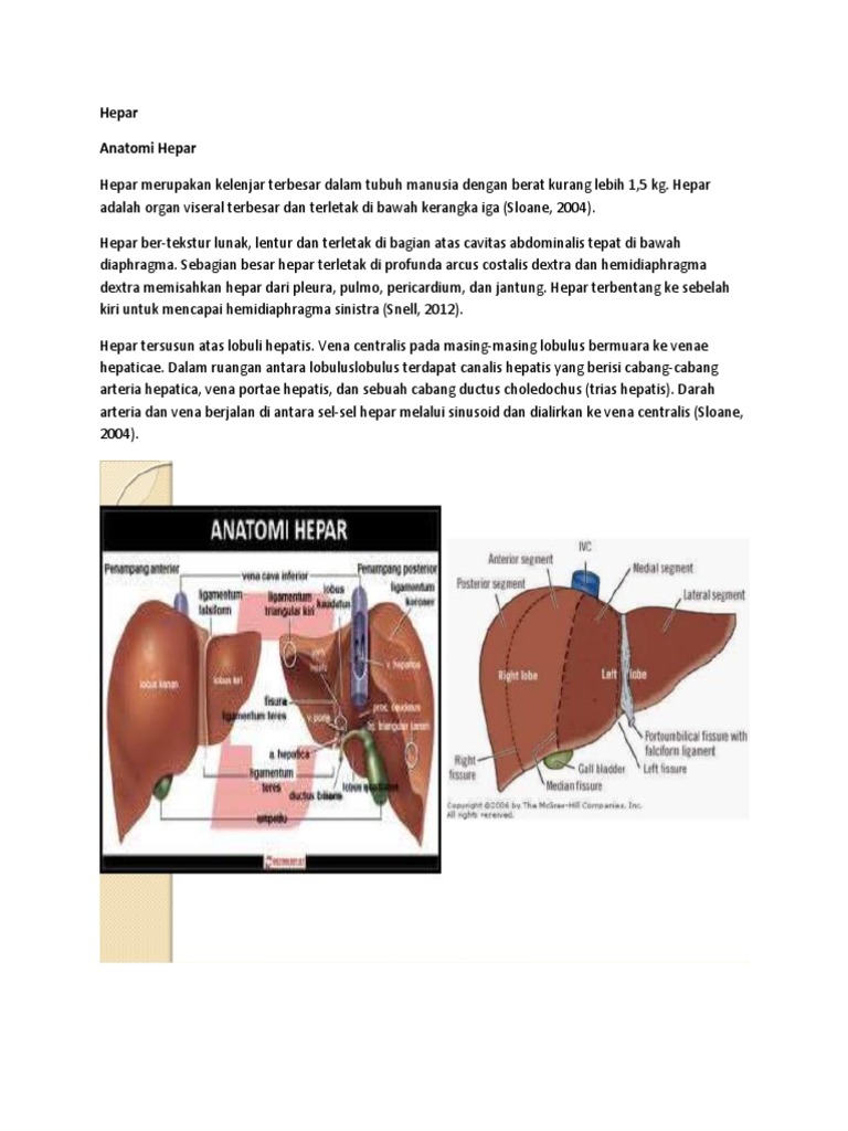Anatomi Hepar | PDF