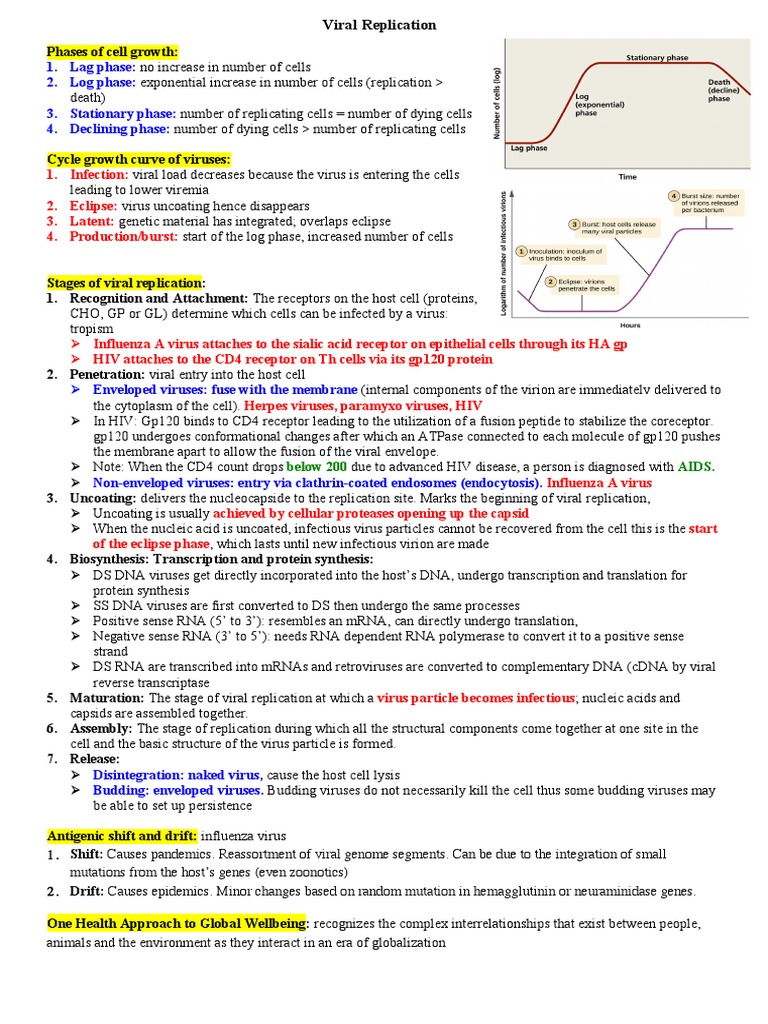 Viral Replication | PDF | Sense (Molecular Biology) | Virus