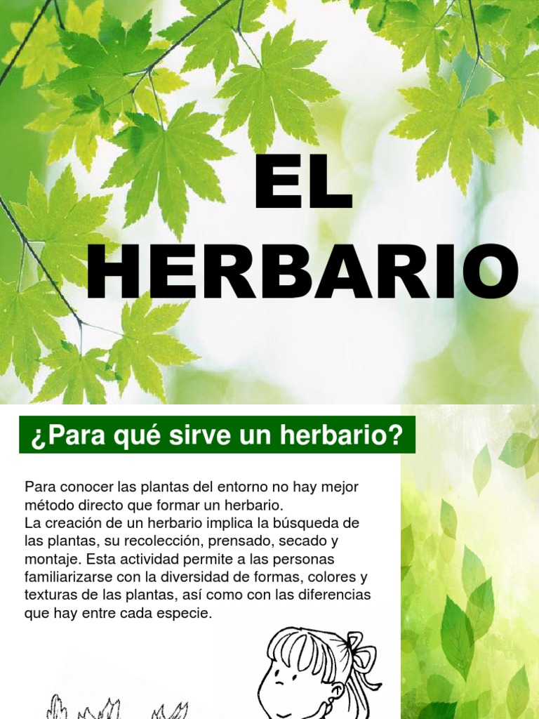 Como Hacer Un Herbario | PDF | Papel | Plantas