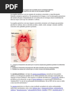 Acino Pulmonar y Enfisema | PDF | Ciencia y matemáticas
