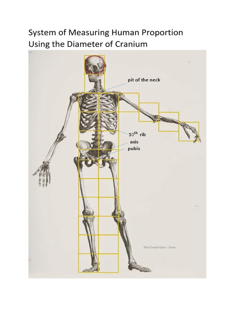 System of Measuring Human Proportion Using The Diameter of Cranium | PDF
