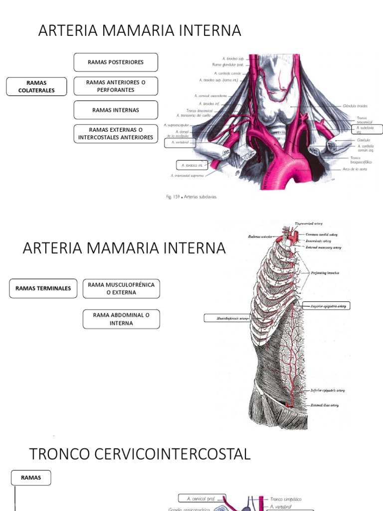 Arteria Mamaria Interna y Tronco Cervicointercostal | PDF