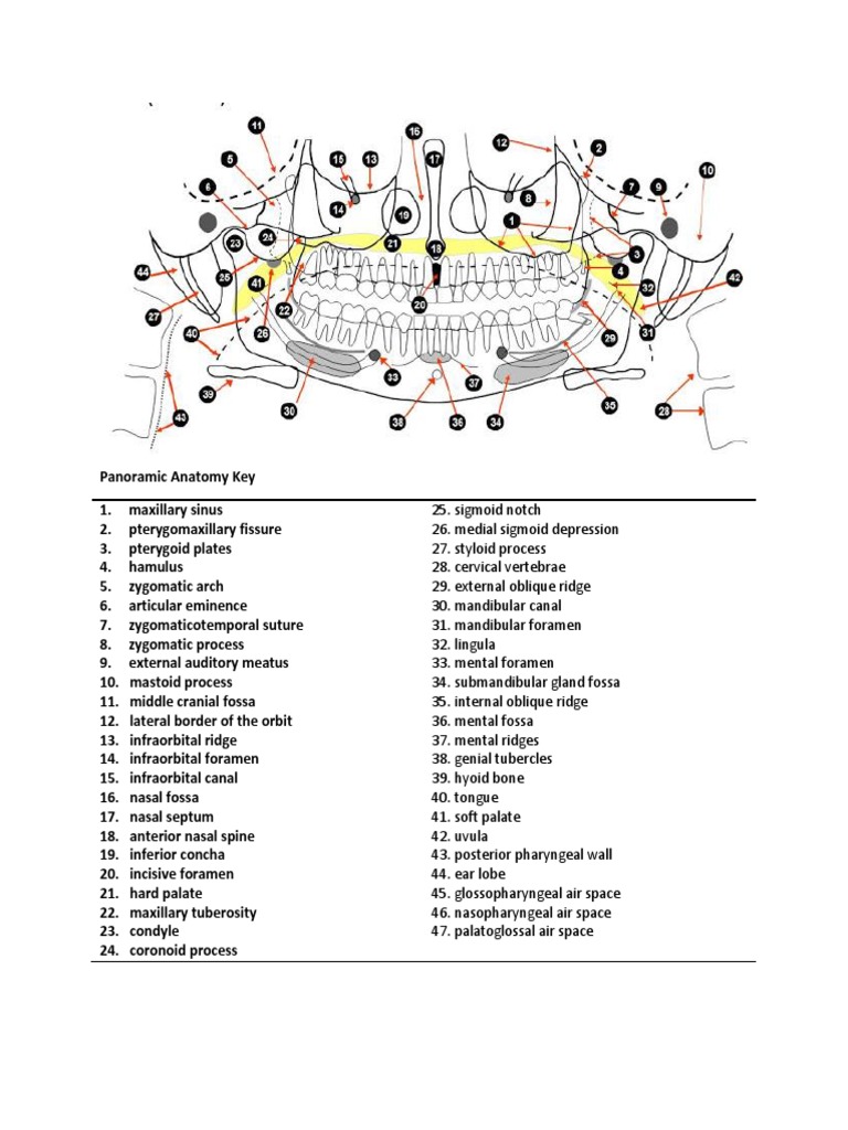 Panoramic Anatomy Key