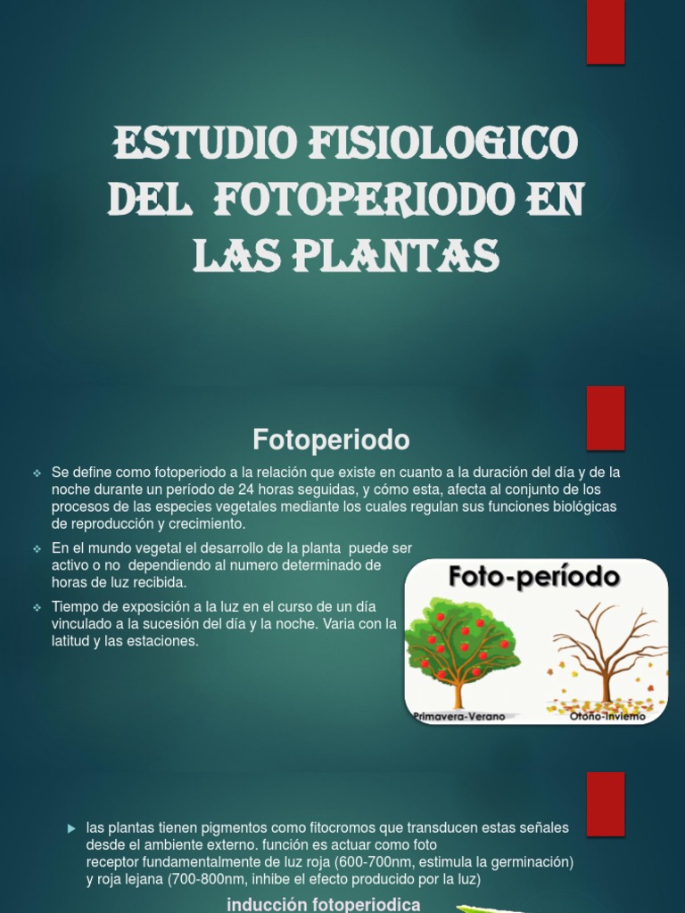 Fotoperiodo en Las Plantas | Plantas | Biología