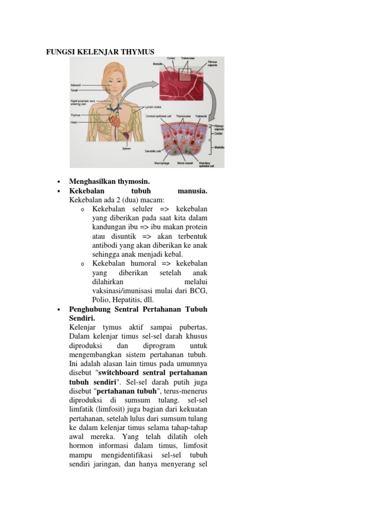 Fungsi Kelenjar Thymus | PDF