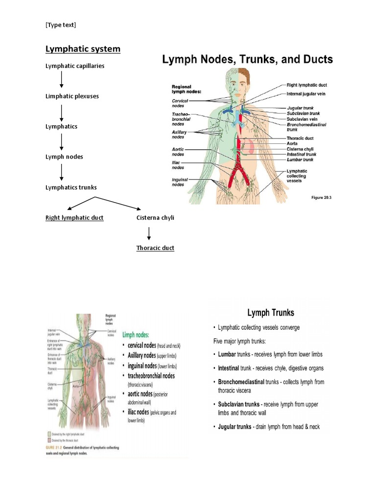 Lymphatic System: (Type Text) | PDF | Classics