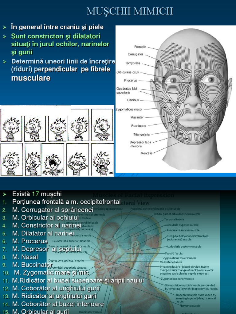 Muschii Mimicii | PDF