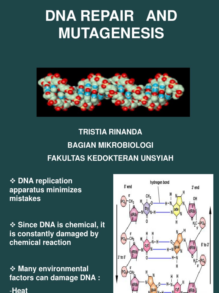 Dna Repair | PDF | Dna Repair | Mutagenesis