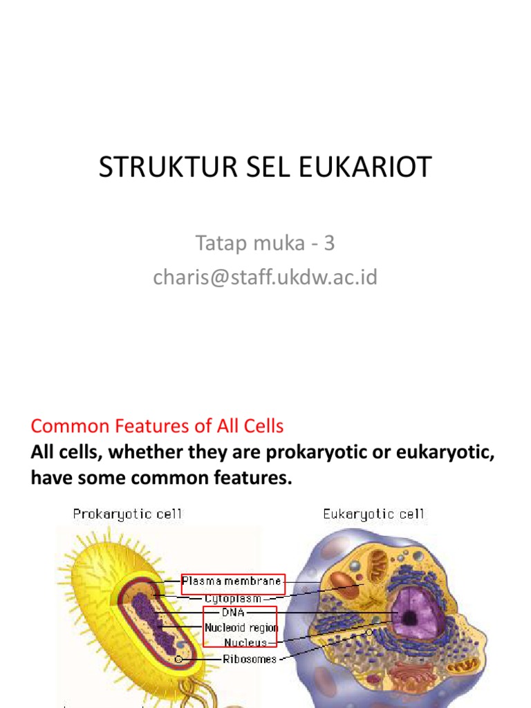 Struktur Sel Eukariot 1 | PDF | Cell Membrane | Cell (Biology)