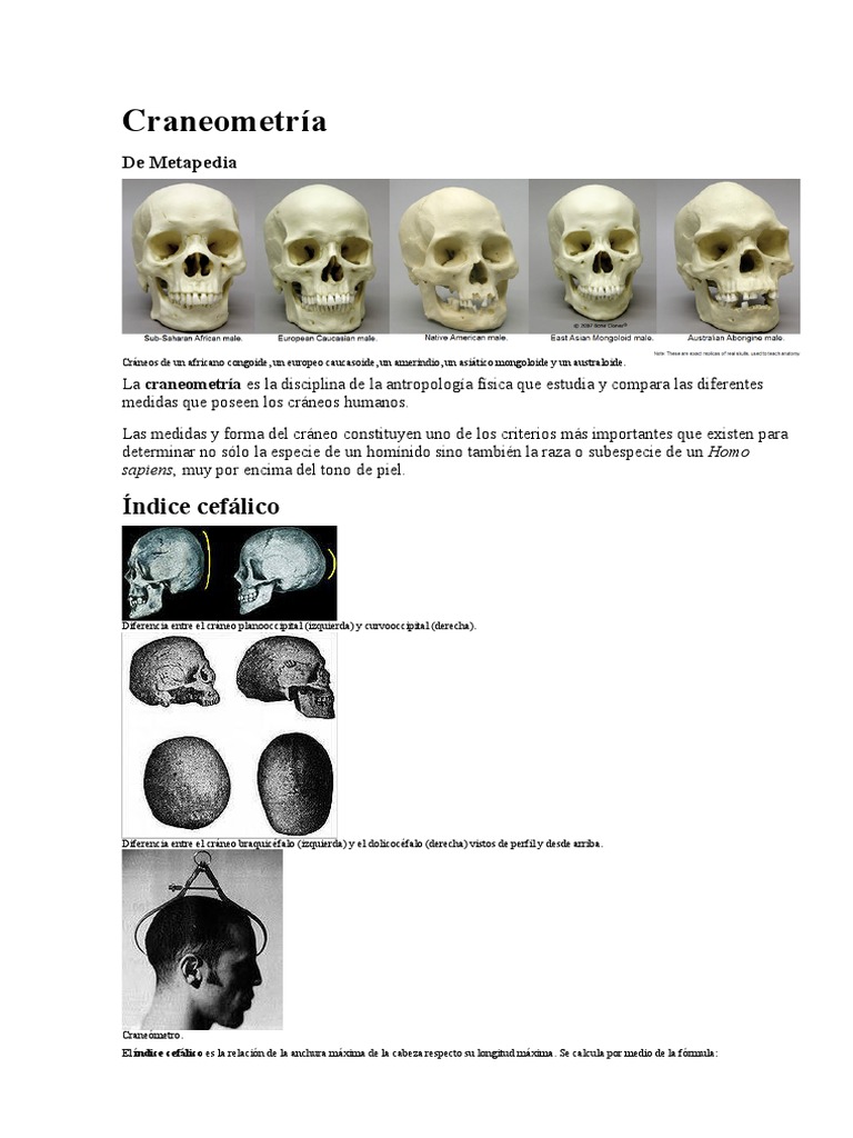Craneometría - Metapedia | PDF | Antropologia Biologica | Evolución humana