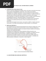 Tracto Rubroespinal | PDF | Cerebro | Neuroanatomía