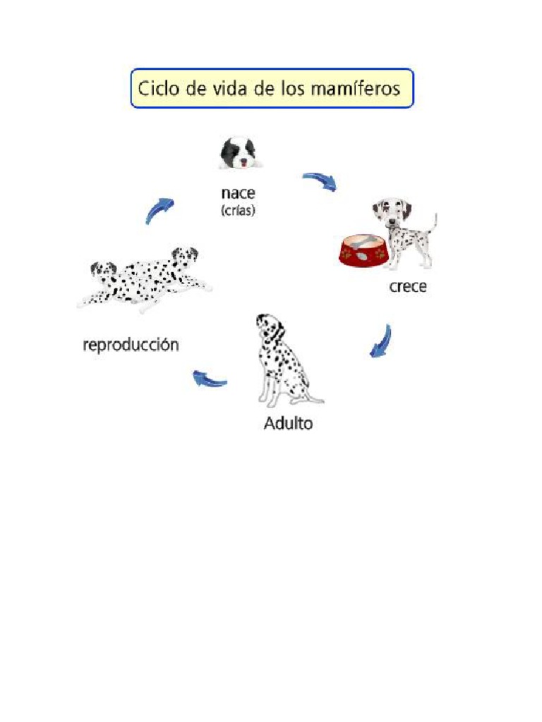Ciclo de Vida Perro | PDF