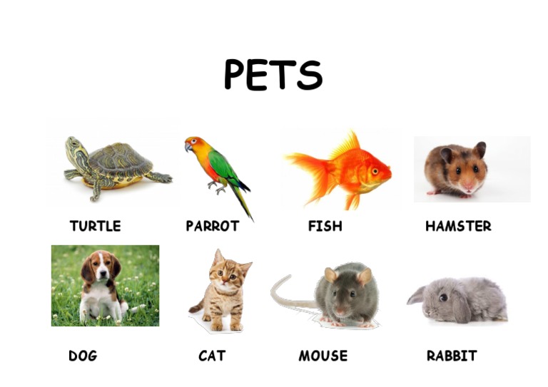Common Pet Animals List | PDF