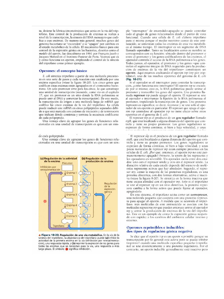 Operón Triptófano | PDF | Traducción (biología) | Rna