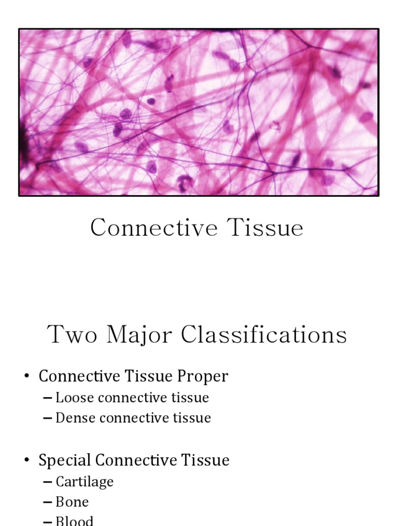Connective Tissue | PDF | Connective Tissue | Extracellular Matrix