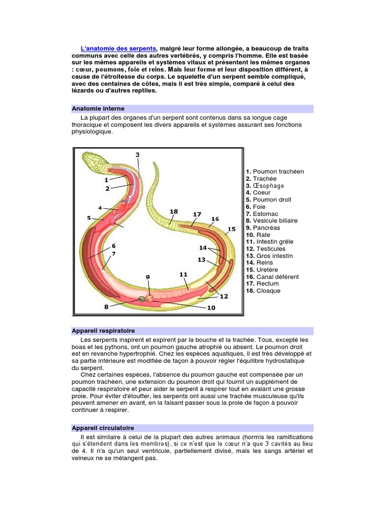 Anatomie de Serpent | PDF | Serpent | Dent humaine