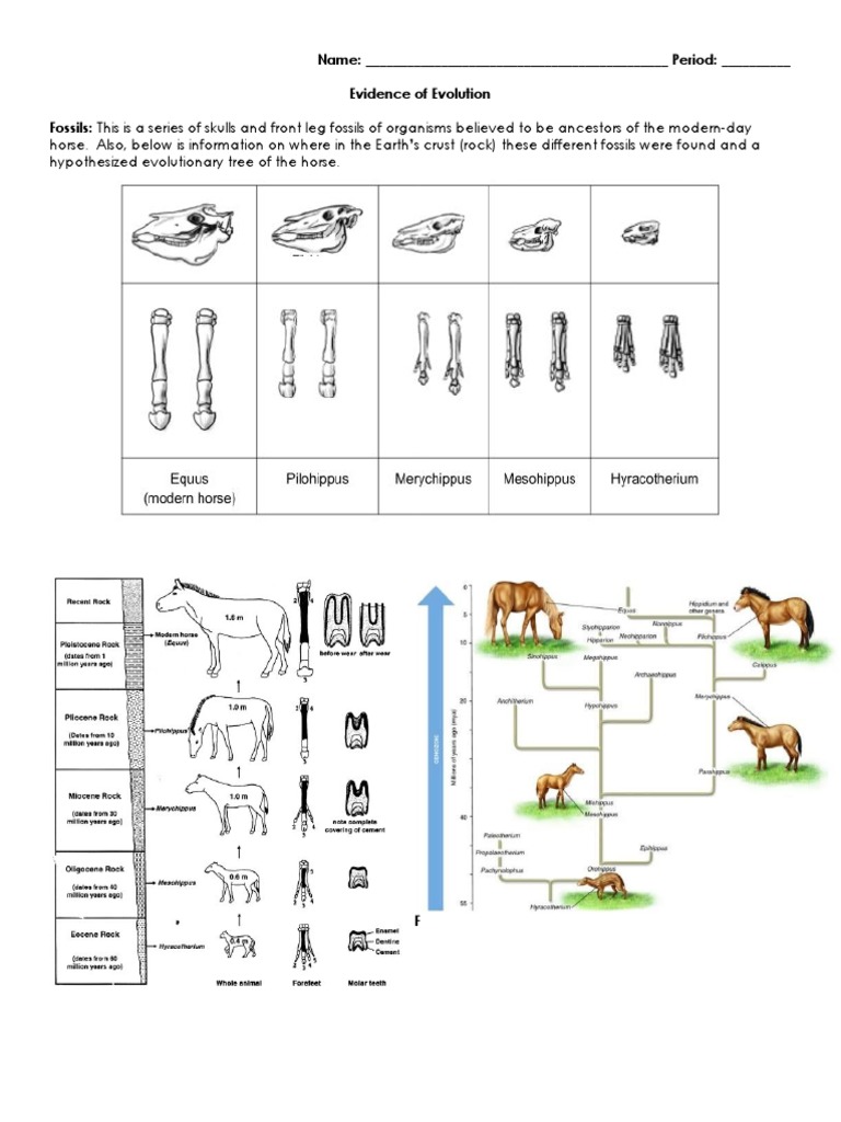 Evidence of Evolution | PDF | Cytochrome C | Evolution