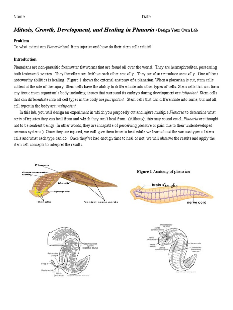 Gage-Planaria Lab | PDF | Regeneration (Biology) | Cellular Differentiation
