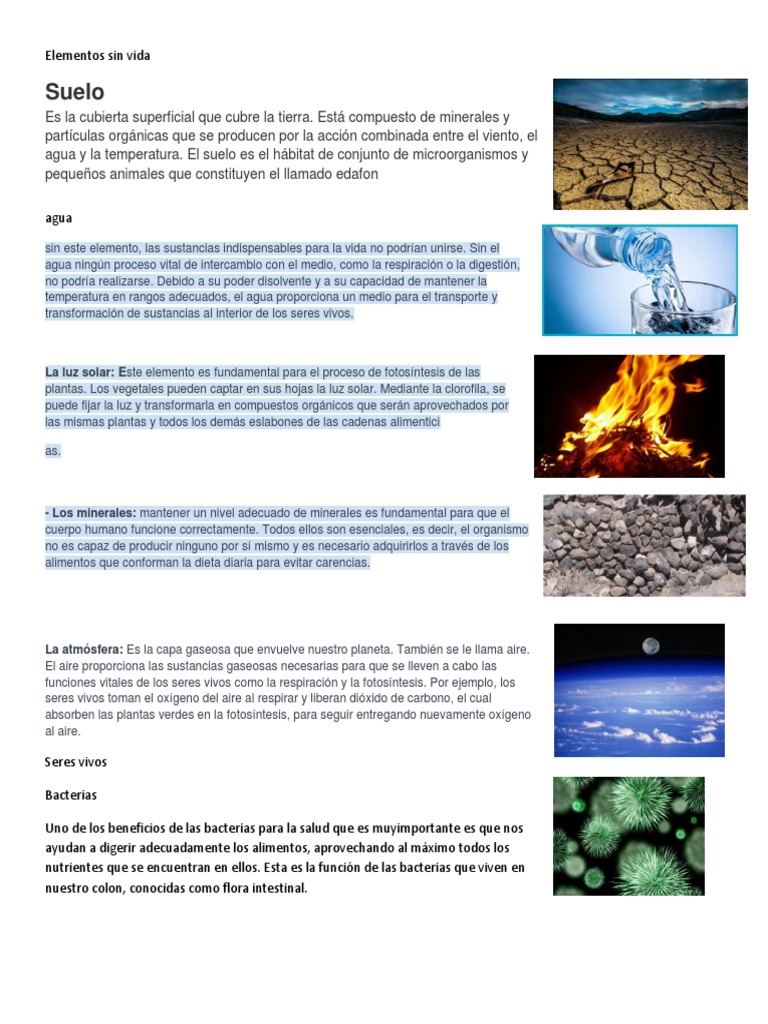 Elementos Sin Vida y Con Vida | PDF | Fotosíntesis | Plantas