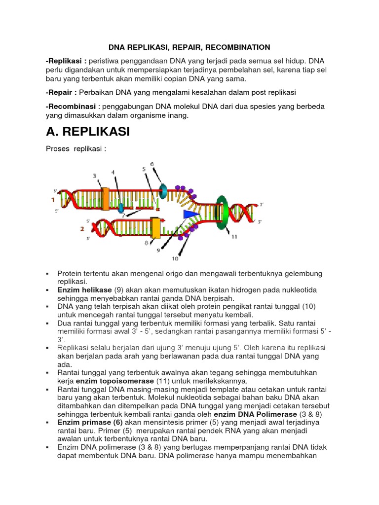 DNA REPLIKASI, Repair, Recombinan | PDF