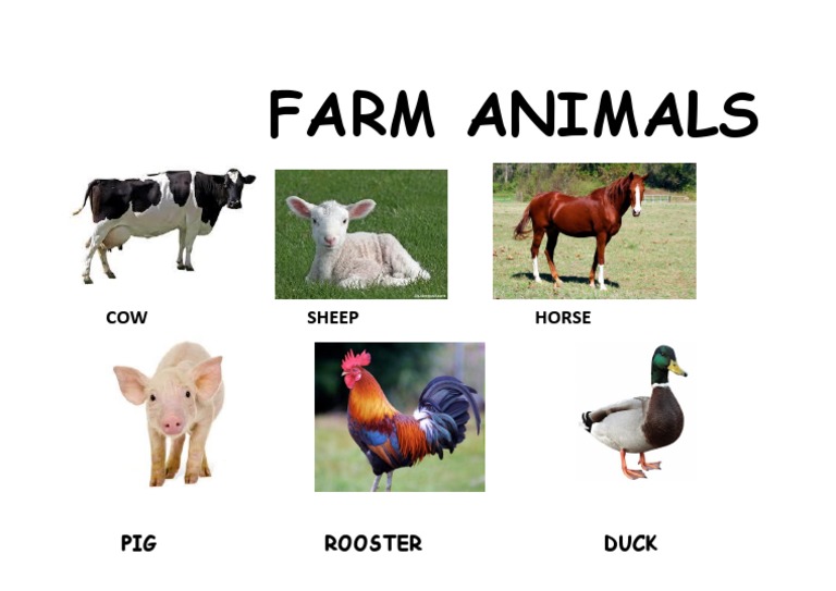 A Brief Classification of Common Farm Animals and Their Uses | PDF ...