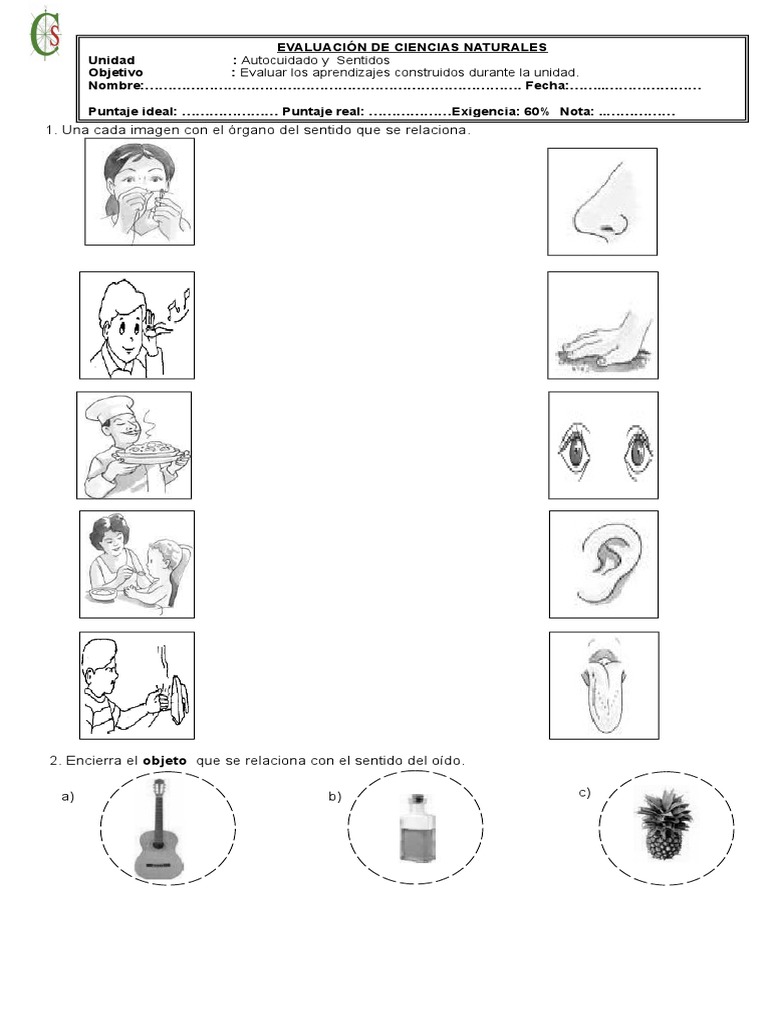 Ev. Unidad 1 Los Sentidos | PDF | Science | Ciencia (general)