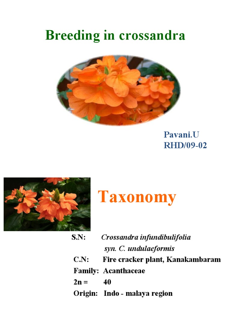 Breeding Techniques in Crossandra Plants | PDF | Flowers | Leaf