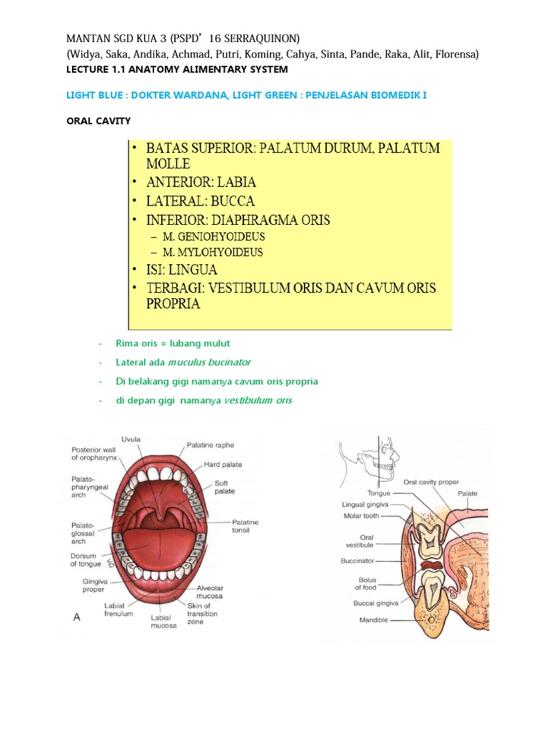Anatomy Alimentary System Full Version | PDF | Language Arts ...