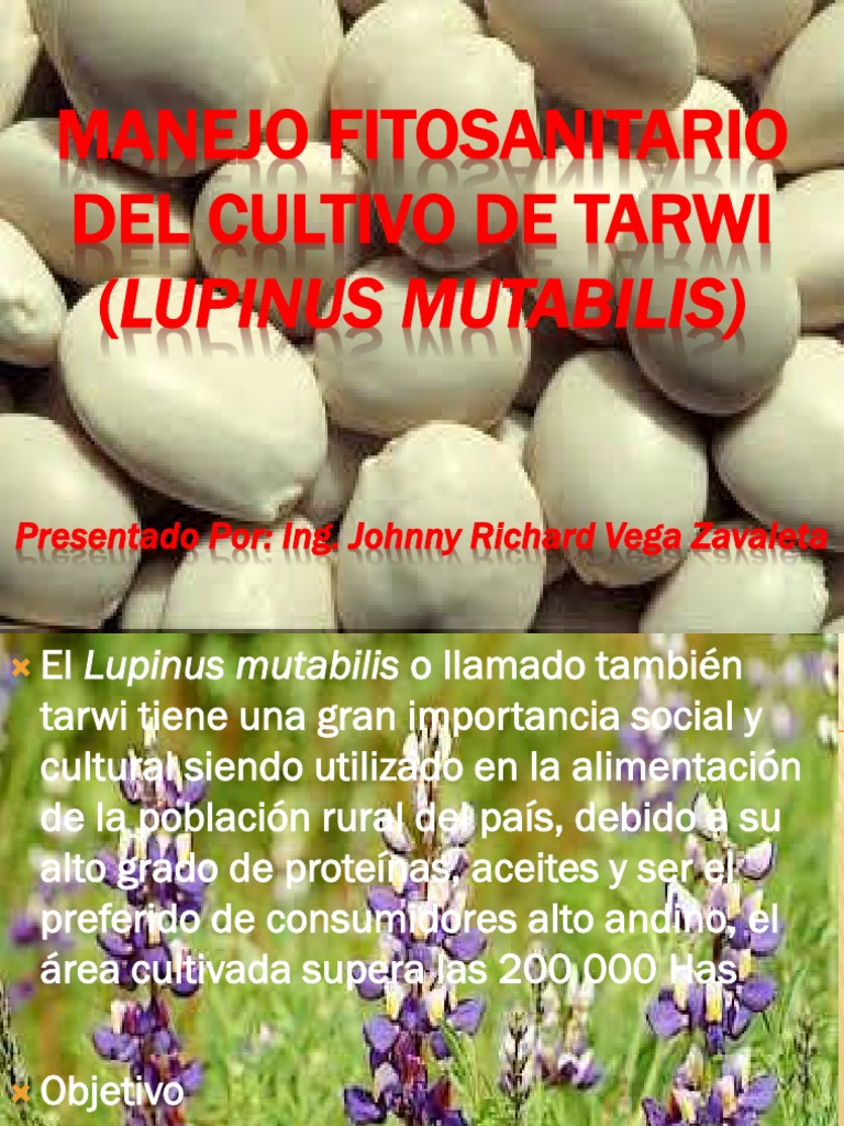 Manejo fitosanitario del cultivo de tarwi (Lupinus mutabilis | PDF ...