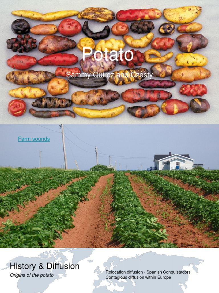 Potato Project Aphg | PDF | Potato | Genetically Modified Organism